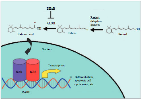 Molecular Mechanism of Formaldehyde and Protein Interaction in Human ...