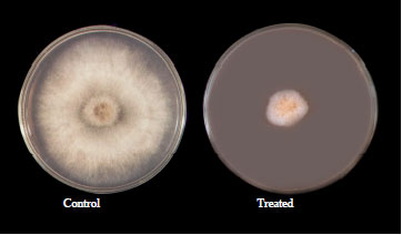 Antagonistic Interactions Between the Foliar Pathogen Botrytis fabae ...