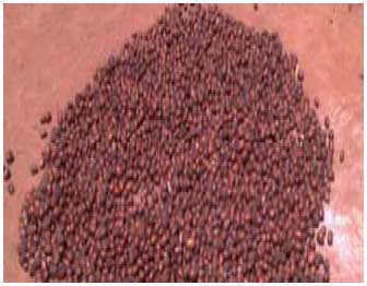 Design, Fabrication and Testing of a Manually Operated Locust Bean ...