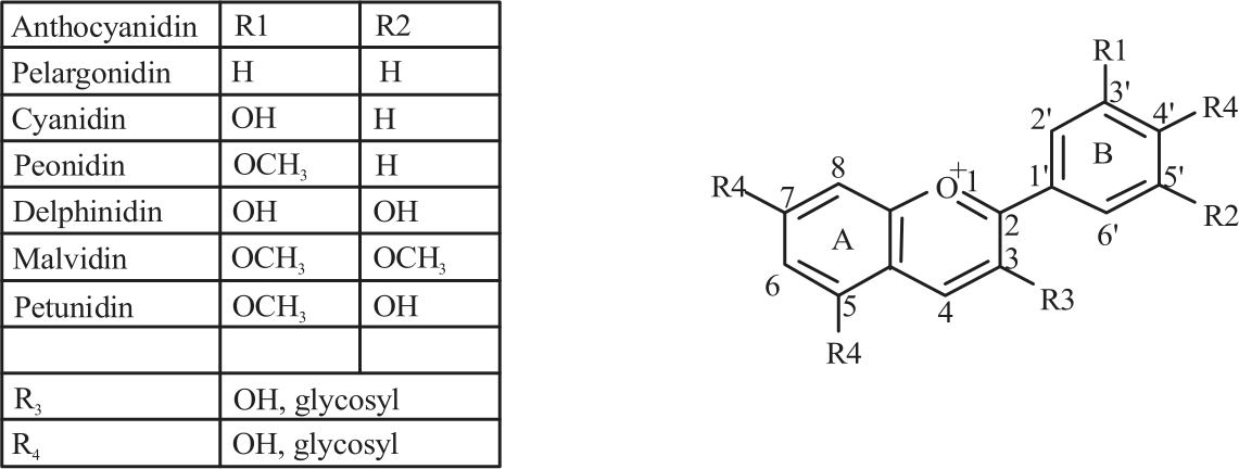 Phytochemical and Pharmacological Aspects of Anthocyanins