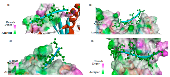 In silico Evaluation of Anti-cancer Peptides on BRCA1 Targeting