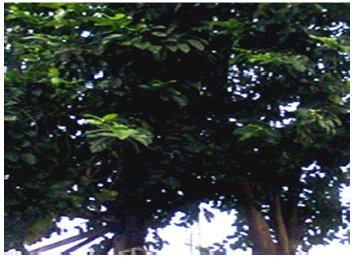 Evaluation of Cytological and Morphological Traits of Morinda lucida ...