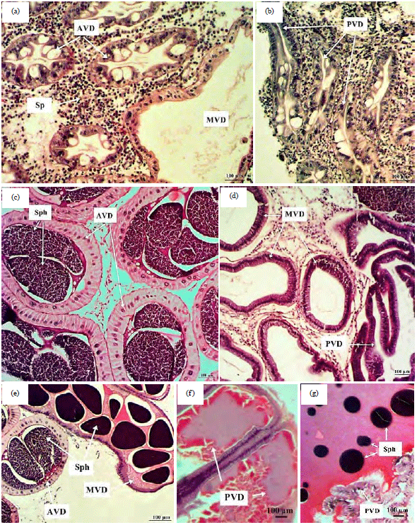 Population Characteristics, Maturation and Spawning of the Blue Swimmer ...