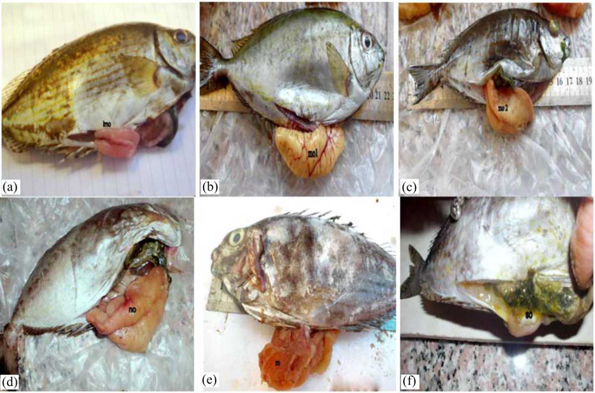 Variation in the Reproductive Biology of Female Rabbitfish Siganus ...