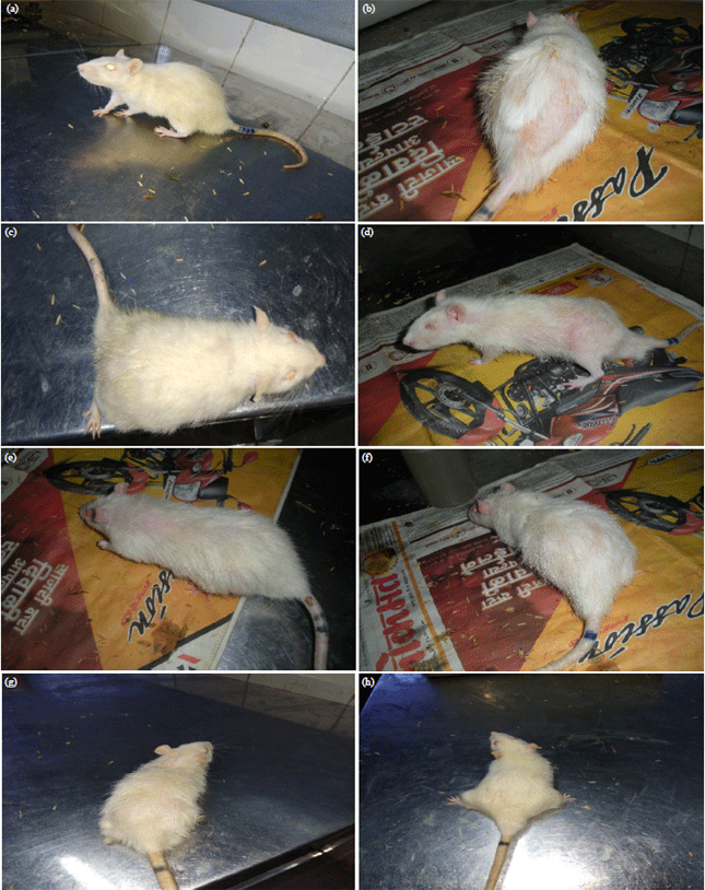 Protective Effect of Ellagic Acid on Testosterone-induced Alopecia in Rats