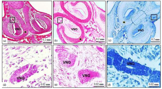 Histogenesis of the Vomeronasal Organ in New Zealand White Rabbits