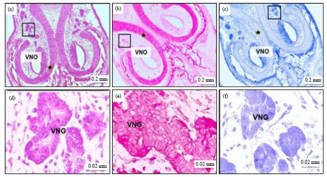 Histogenesis of the Vomeronasal Organ in New Zealand White Rabbits