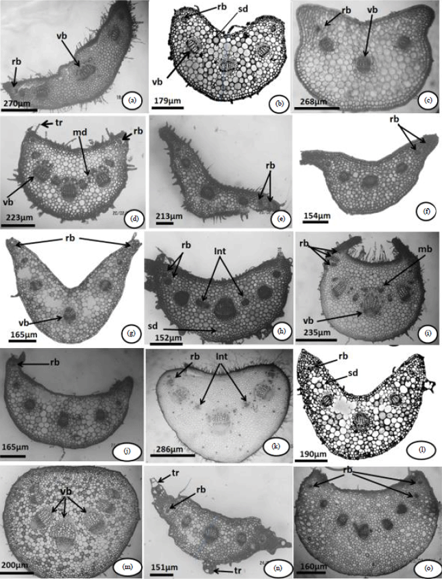 Systematic Significance of Petiole Anatomical Characteristics in Some ...