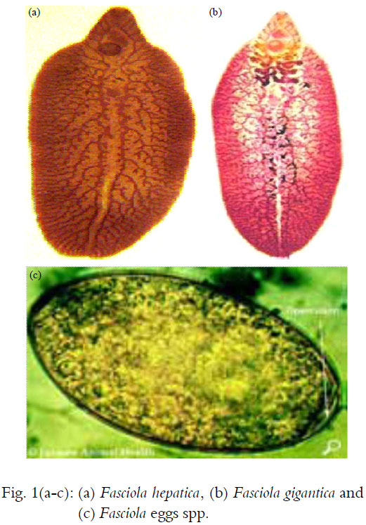 Efficacy of Plant Origin Molluscicides: Control of Fascioliasis