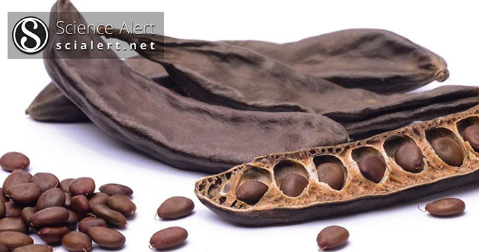 Design, Fabrication and Testing of a Manually Operated Locust Bean ...