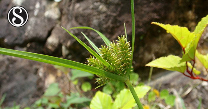 Enzymatic Recovery of Crude Oil Polluted Soil Enhanced by Treatment ...