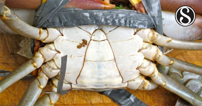 Determine the Sperm Quantity and Histological Characteristics on the ...