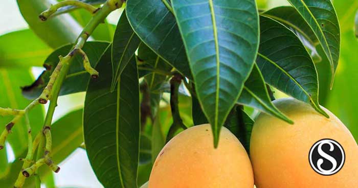 Antibacterial Activities of Mango Leaf (Mangifera indica) Extracts on ...