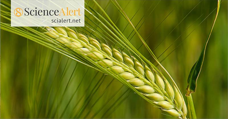 Impact of Different Irrigation and Nitrogen Treatments on Barley Yield ...