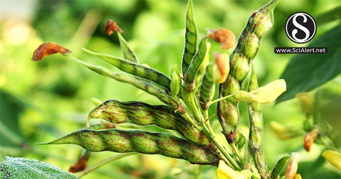 Assessment of Growth Parameters of Pigeon Pea (Cajanus cajan (L ...