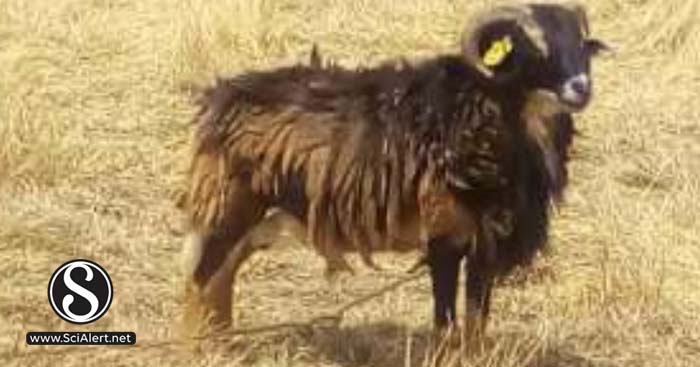 Evaluation of Phenotypic and Morphometric Characteristics in Community ...