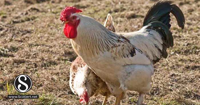 Thirty Years Development Observation of Braekel Chicken (Gallus ...