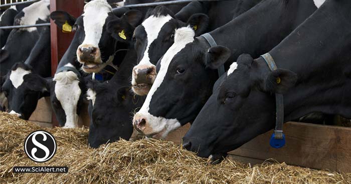 Effect of Natural Oil Blend Formulation (NOBF) on Milk Production and ...