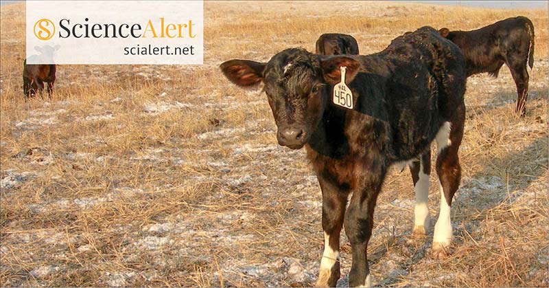 Impact of Natural Oil Blend Formulation (NOBF) on Calves during ...