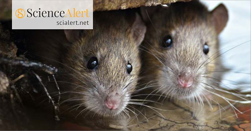 Estimation Methods of Rat Abundance Concerning Zoonotic Diseases in ...