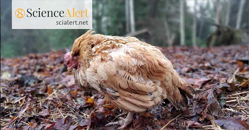 Influence of Treatment of Chicken Coccidiosis (Eimeria tenella) with ...