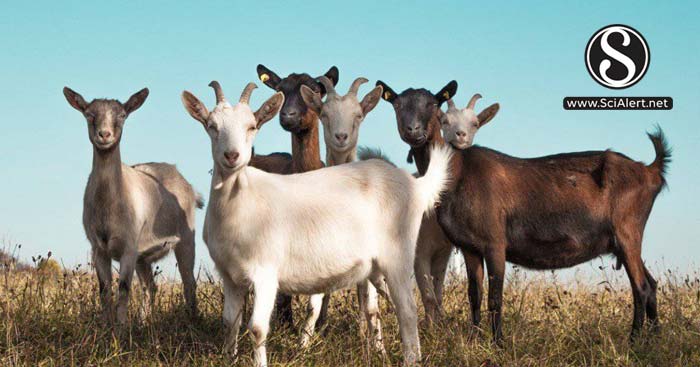 Effect of Supplementing Cassava Peels with Lablab and Gliricidia Hay on ...