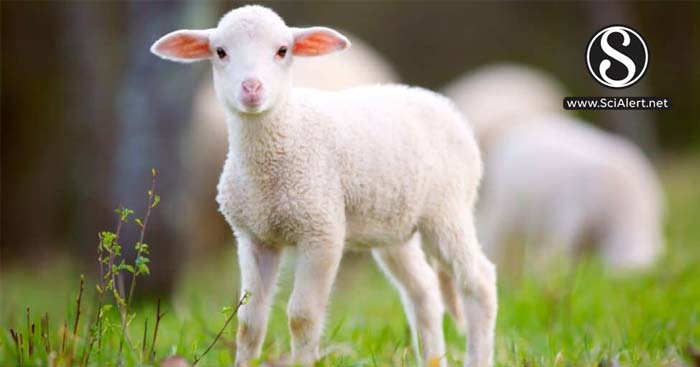 Ultrasonographic Evaluation of Blindness in Sheep Due to Inadvertent ...