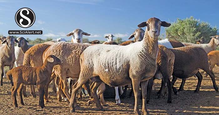 Temporal Changes in Macro and Microstructure and Seminiferous ...