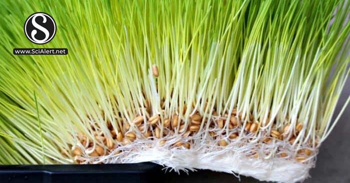 Hydroponics Technology of Fodder Barley Production Used to Improve ...