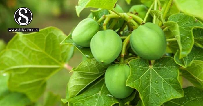 Phyto-Therapeutic Potential of Ethanol Leaf Extract and Fractions of ...
