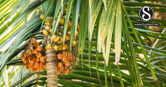 Anthelmintic Effects of Betel Nut (Areca catechu) Extracts on Roundworms (Toxocara canis) and ...