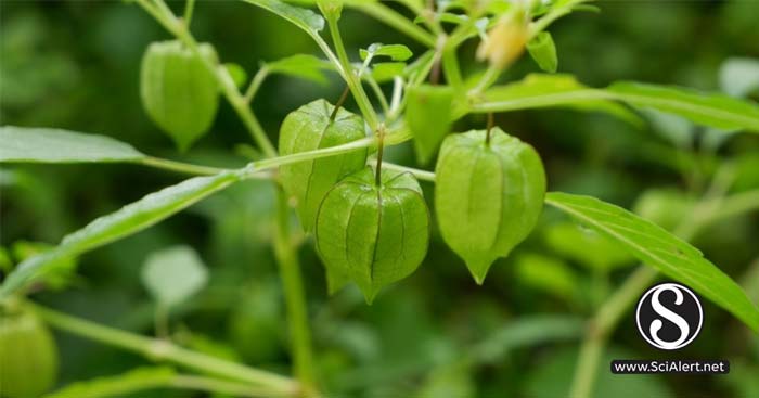 Effect of Ethanol Root Extract of Physalis angulata on Kidney Function ...