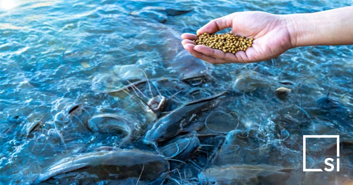Aquaculture Drugs Used for Fish and Shellfish Health Management in the ...