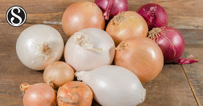 Occurrence and Prevalence of Mycotoxigenic Fusarium solani in Onion ...
