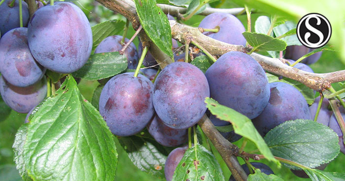 Flowering Phenology of European Plum (Prunus domestica L.) in the Semi ...