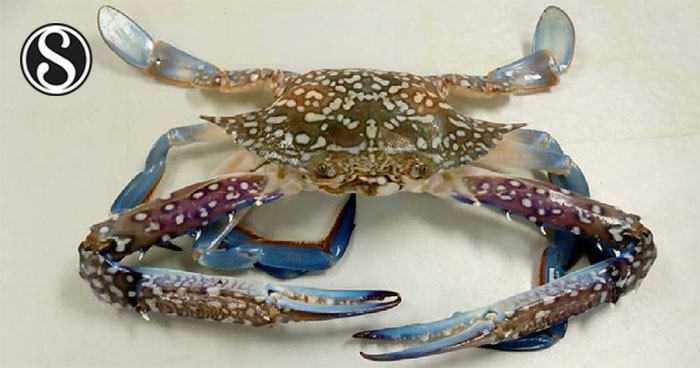 Growth and Survival of Blue Swimming Crab, Portunus pelagicus Larvae at ...