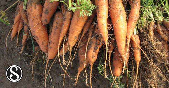 Comparison Between the Physiological Role of Carrot Root Extract and β ...
