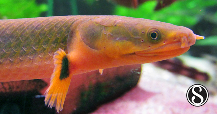 Trophic Ecology of the Reed Fish, Erpetoicthys calabaricus from a Niger ...