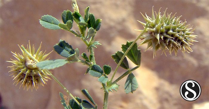 Variation in Morphological Traits and Yield Evaluation among Natural ...