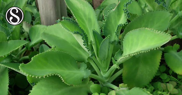 In vitro Evaluation of Antibacterial Potential of Combined Extract from ...