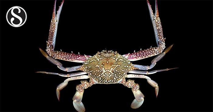 Population Characteristics, Maturation and Spawning of the Blue Swimmer ...