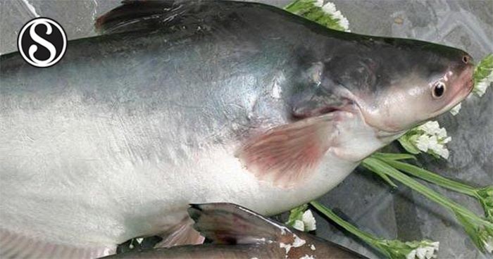 Effect of Water Parameters on Mortality Rate of River Catfish ...