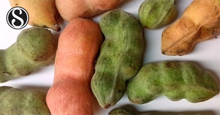 Anti-sickling Properties of Aqueous Extracts of Dennettia tripetala and ...