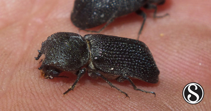 Occurrence and Control of Prostephanus truncatus (Coleoptera: Bostrichidae) on Stored Dried ...