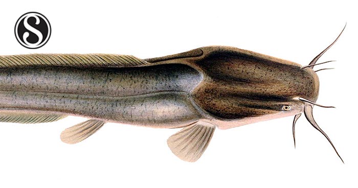 Growth Performance and Feed Utilization of Heterobranchus bidorsalis ...