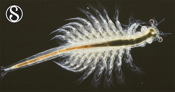 Anti-fungal Potential and Brine Shrimp Lethality Assay of in vitro ...