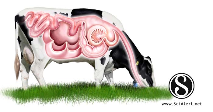 Metabolic, Inflammatory and Immune Adaptation in Periparturient Dairy ...