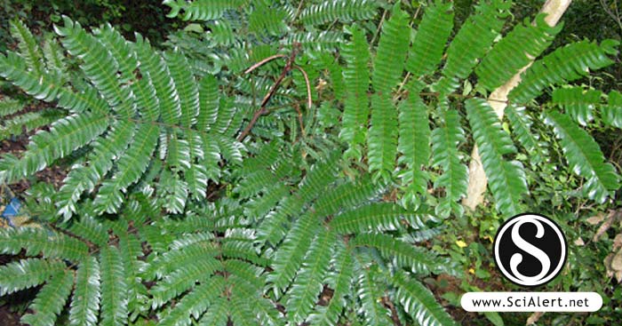 Allelopathic Effect of Pentaclethra macrophylla Benth. Leaf Extracts on ...