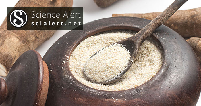 Resistant Starch Modified Cassava Flour (MOCAF) Improves Insulin Resistance