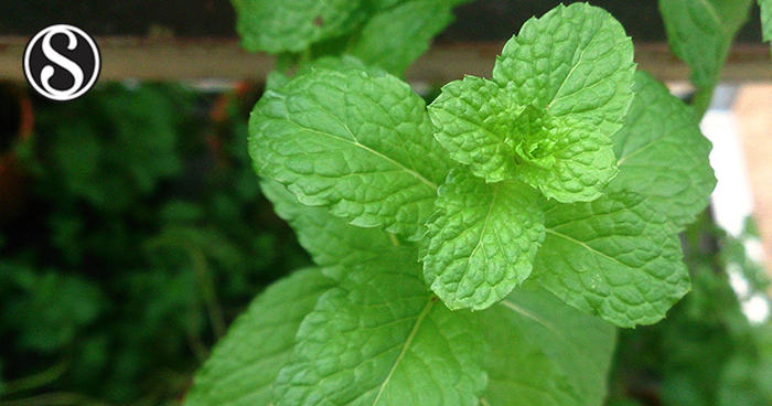 Effect of Drying and Distillation Techniques on the Oil Ingredients of ...